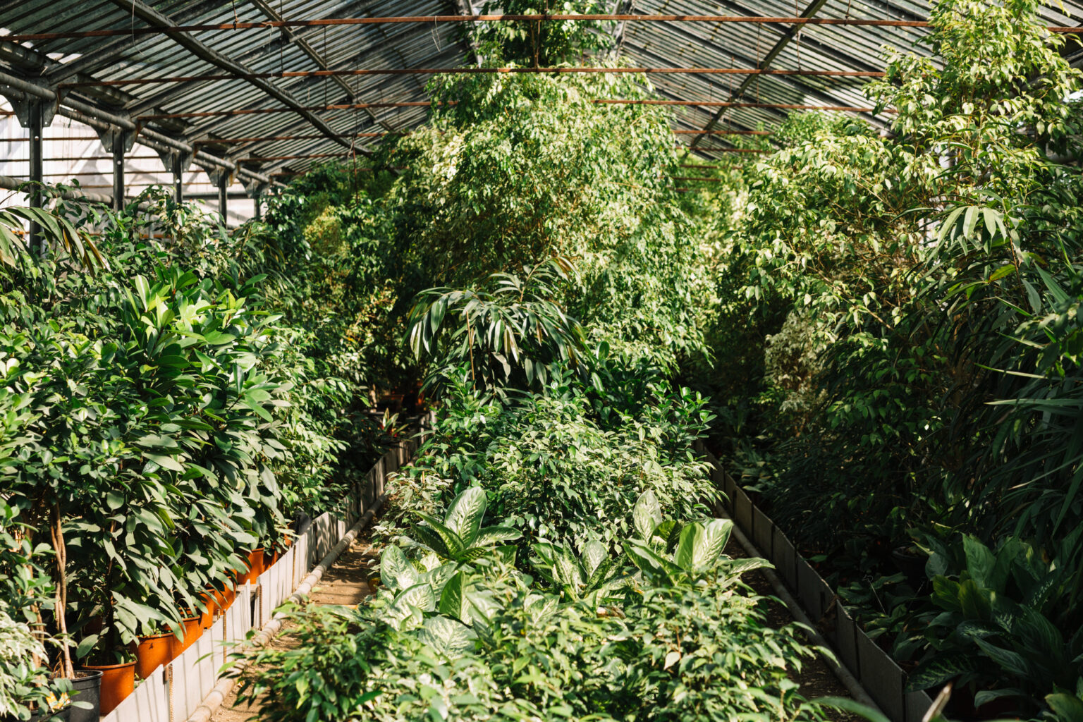 About Us - Strange Rootz Cannabis